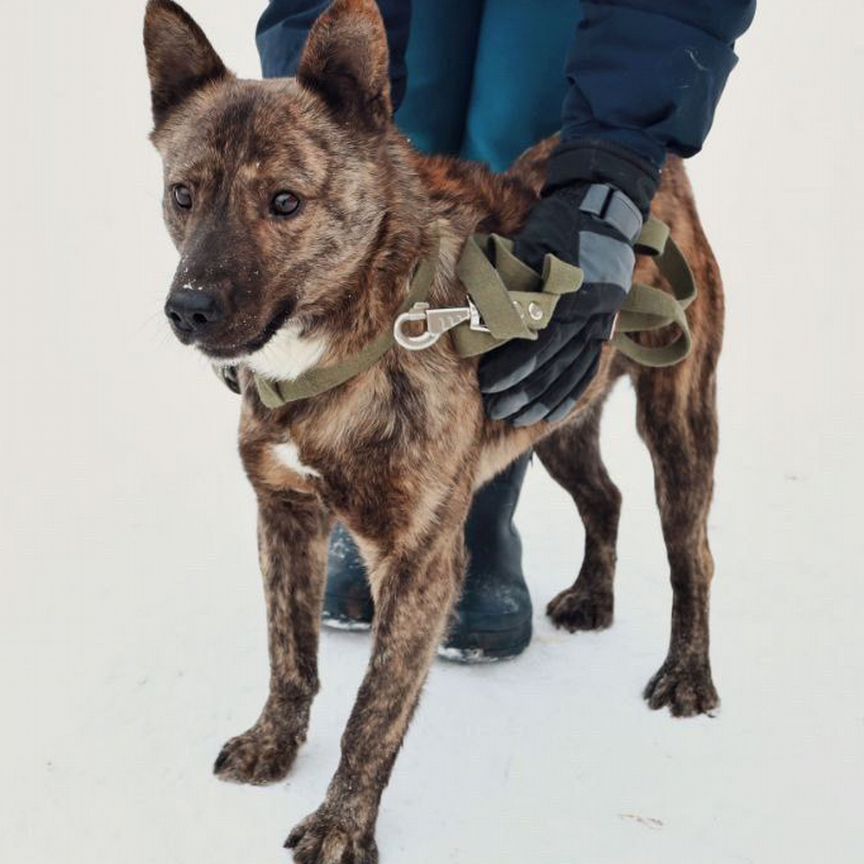 Взрослый пёс в добрые руки