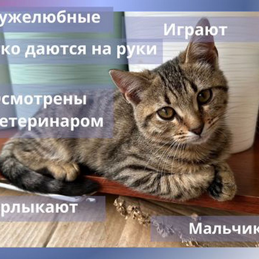 Котята Европейские 4 месяца