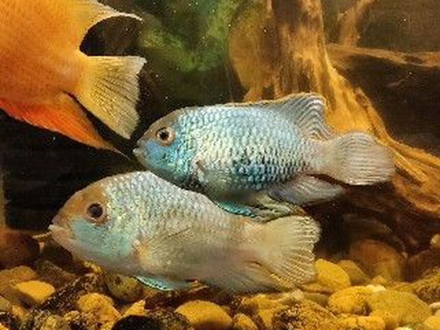 Аквариумные рыбки