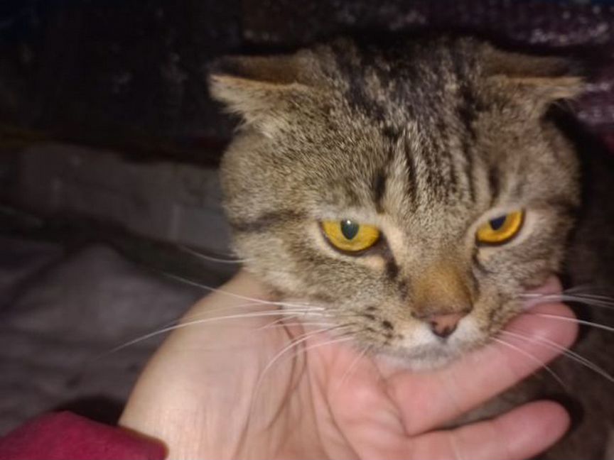 Молоденький котик нуждается в доме