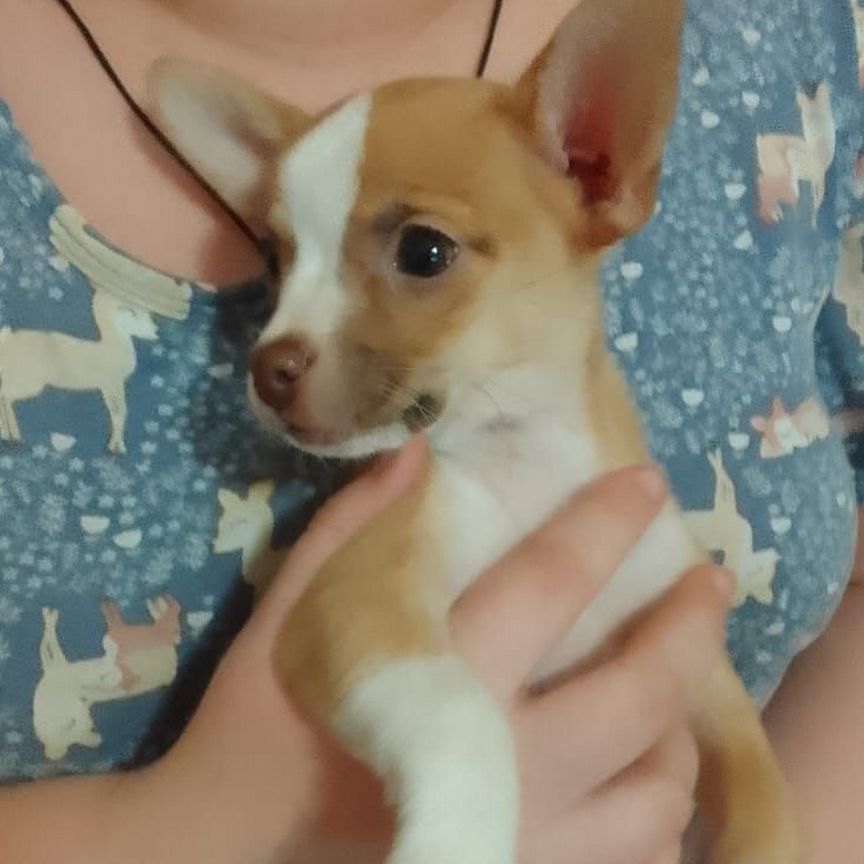 Замечательные щенки чихуахуа