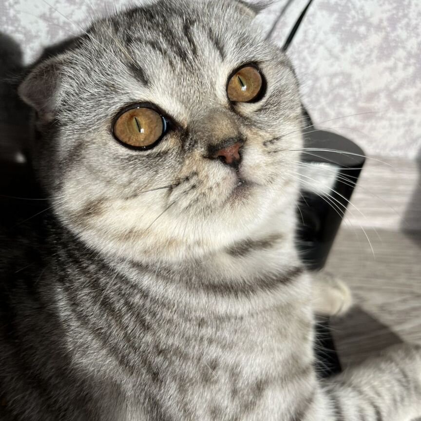 Ищем шотландского кота на вязку