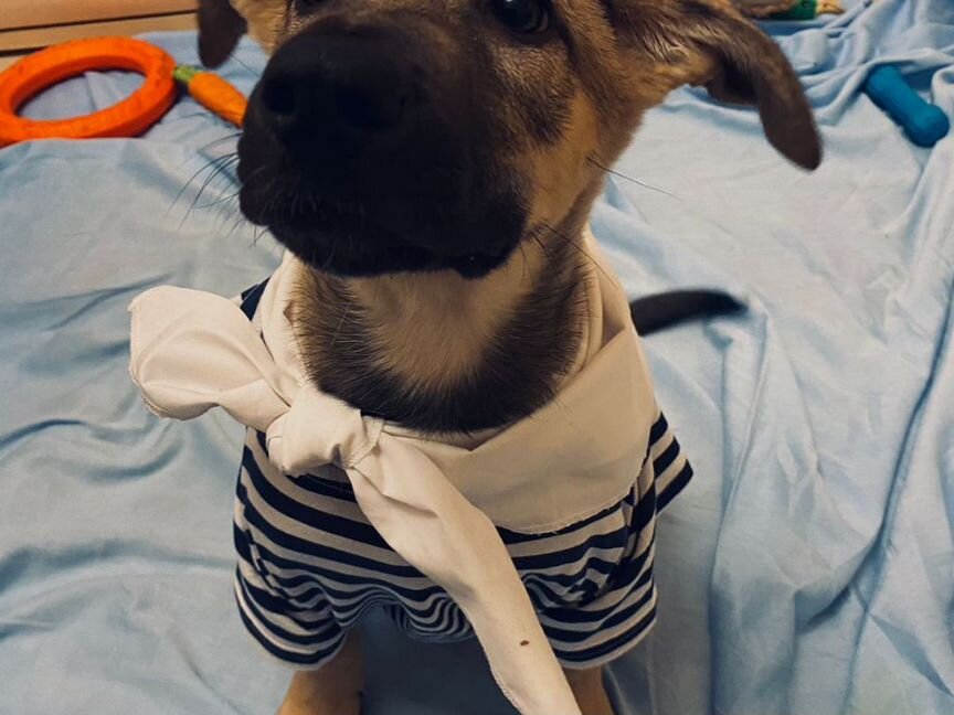 Щенок игрун в добрые руки