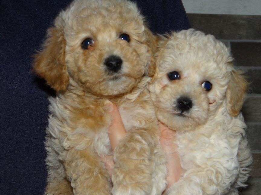 Игрушки-мaльтипушkи