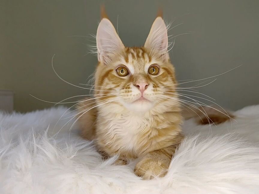 Котёнок мейн-кун