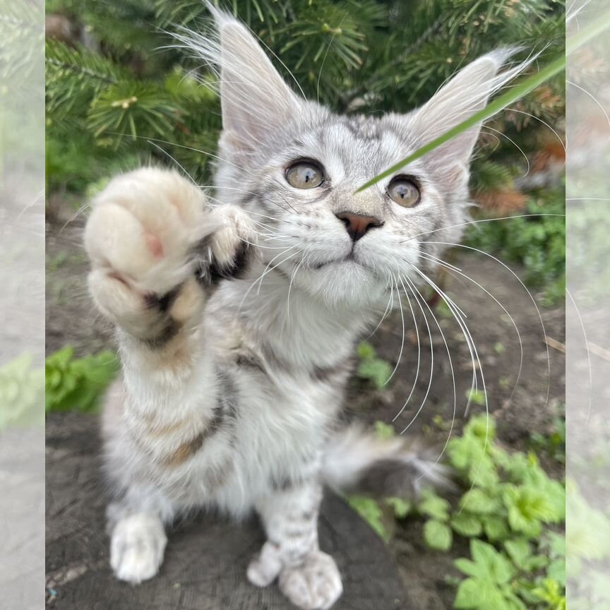 Котята мейн-кун полидакт