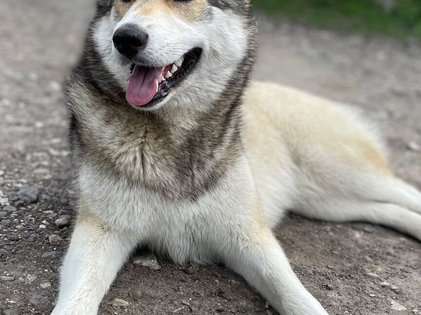 Собака хаски, характер компаньон - друг