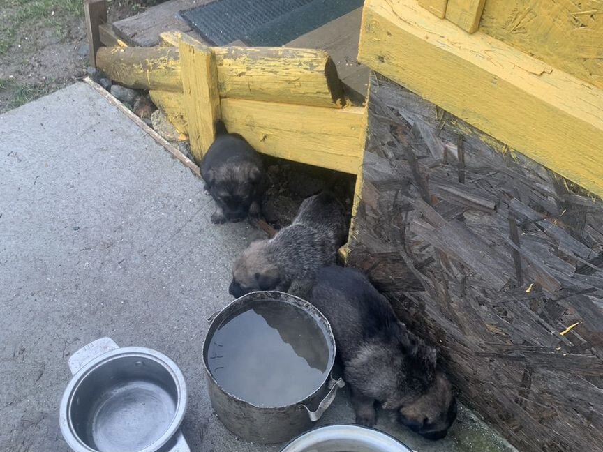 Щенки смесь овчарки и корги