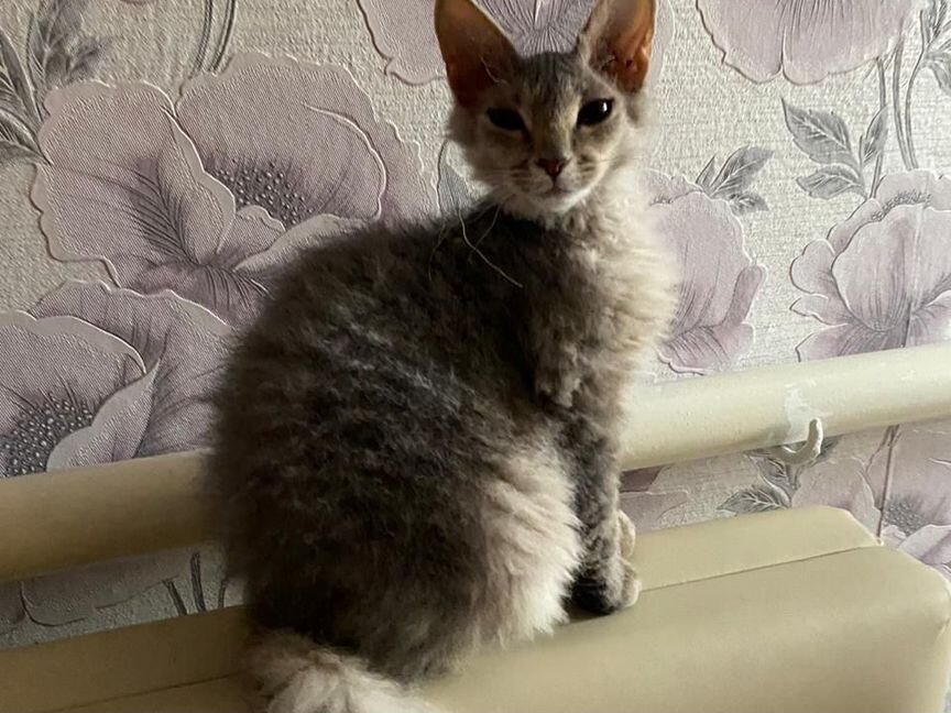 Кошка в добрые руки