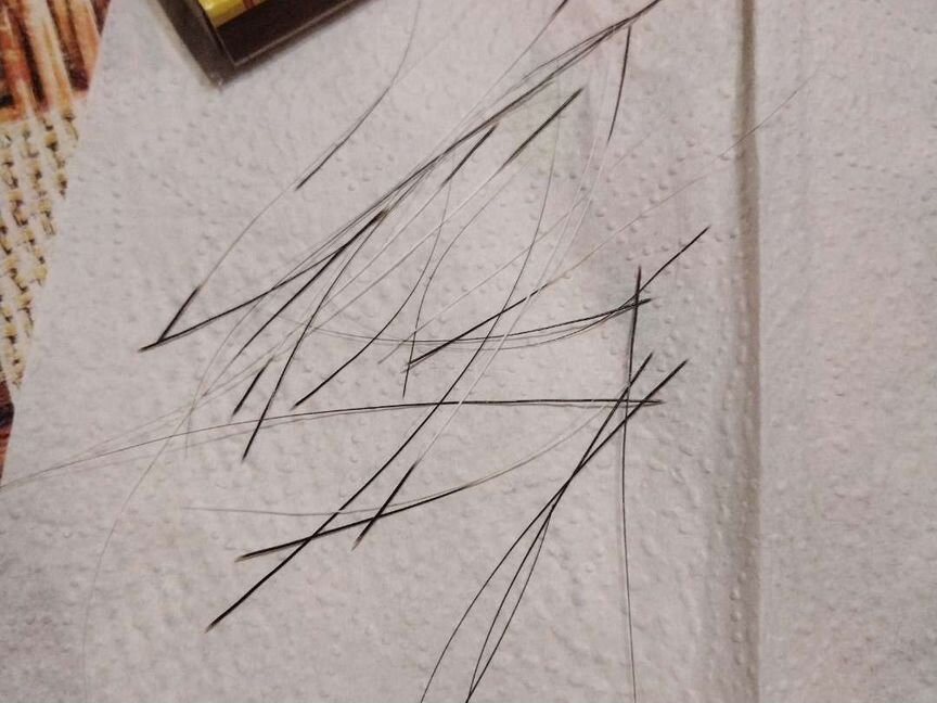 Усики кошек. Виброссы