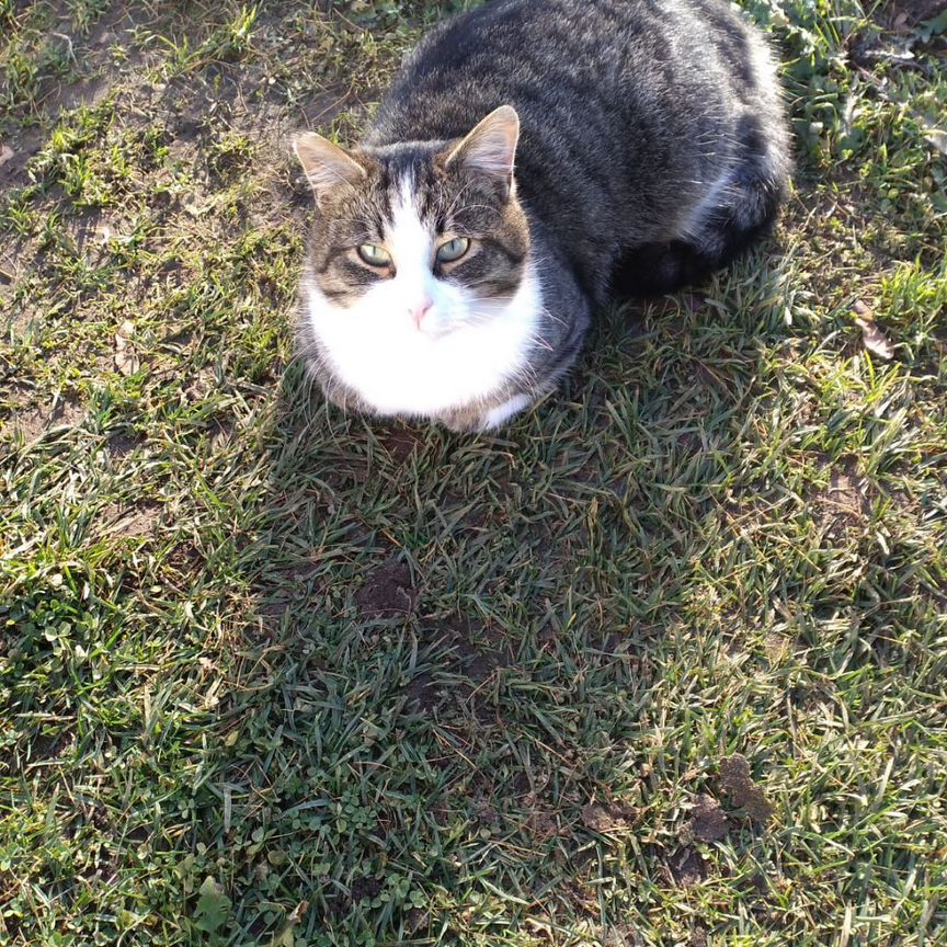 Котик в добрые руки