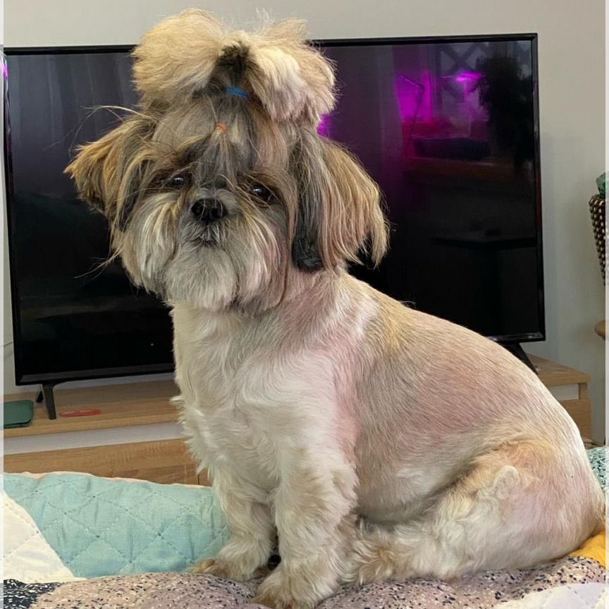 Породистый Щи-тцу ищет жену для вязки