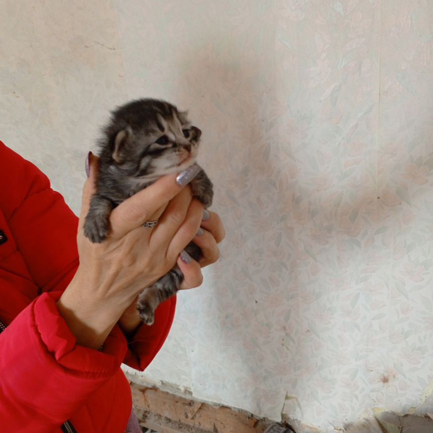 Отдам бесплатно