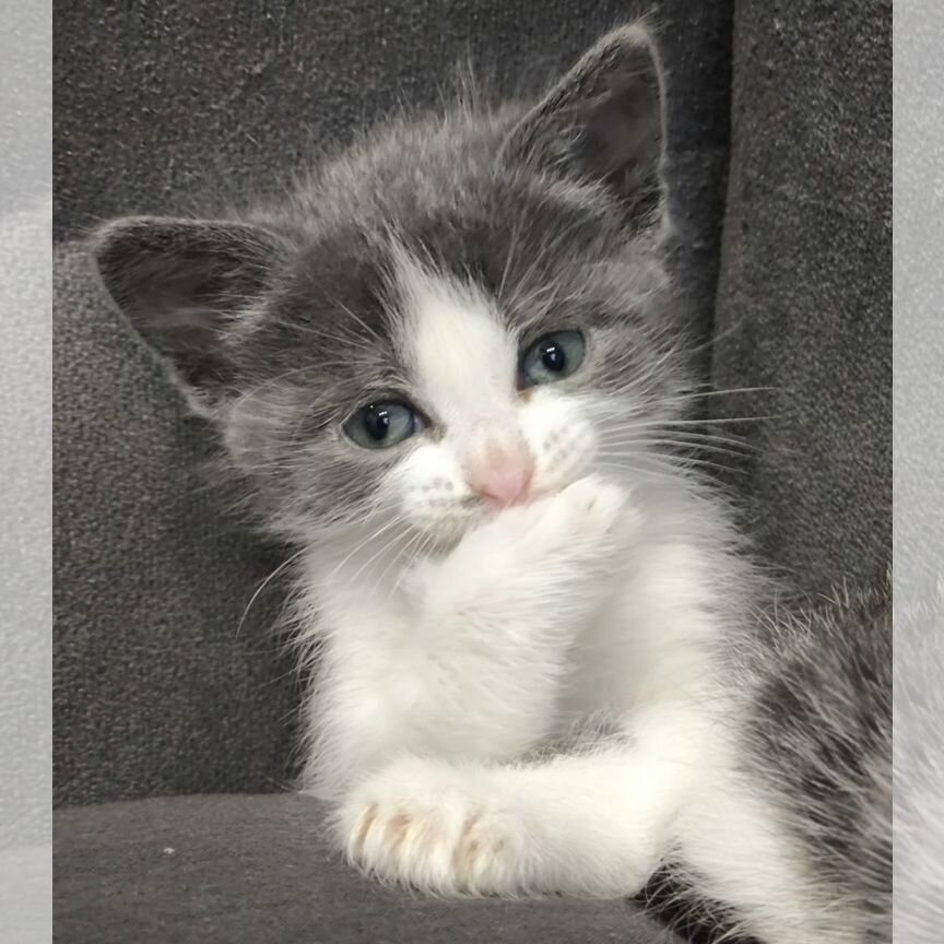 Котёнок в добрые руки