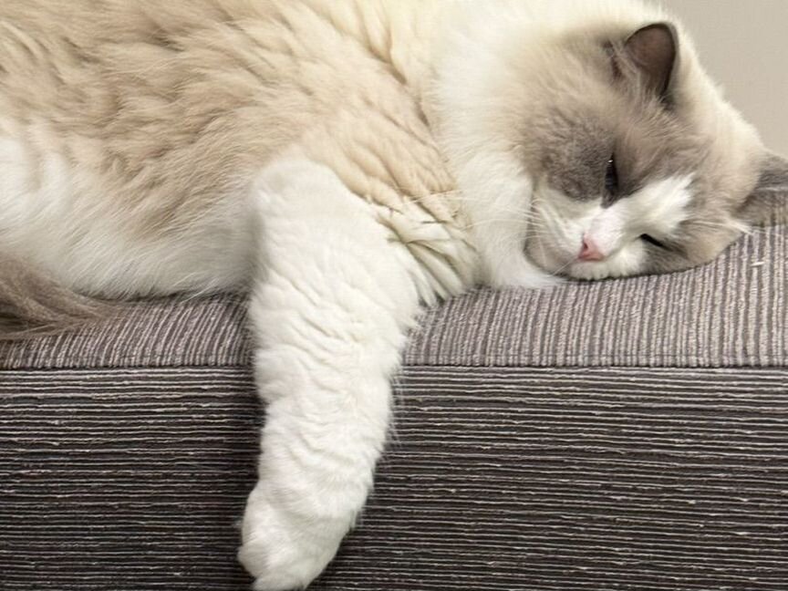 Кошка регдолл