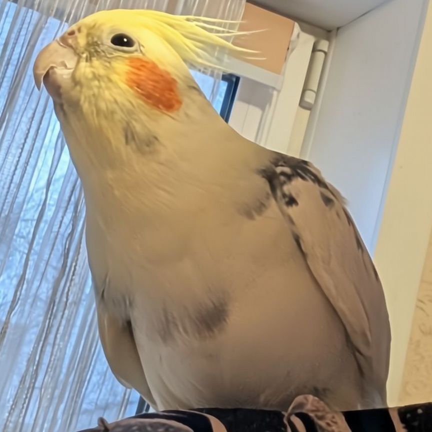 Попугай Корелла с клеткой