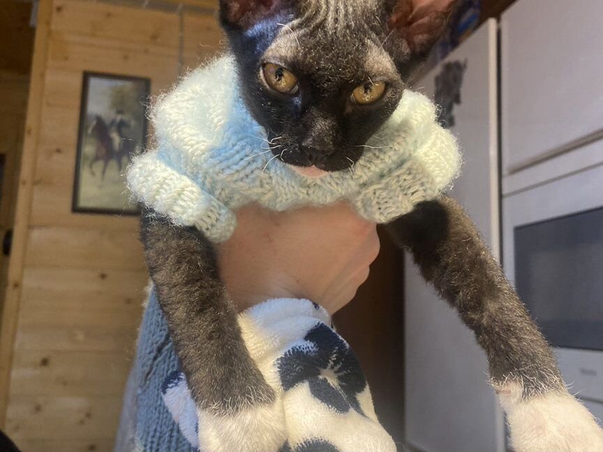 Одежда на котёнка