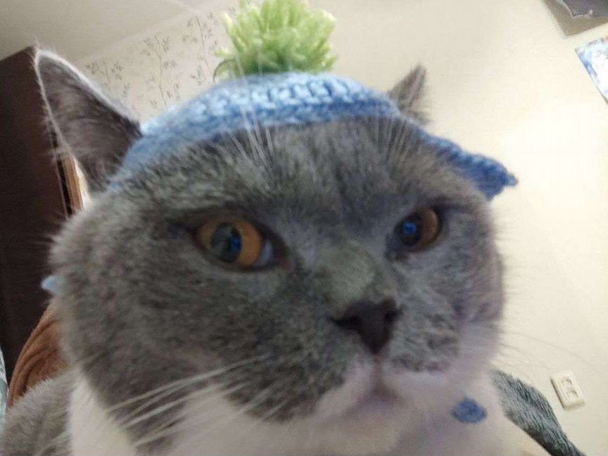 Шапка для кота