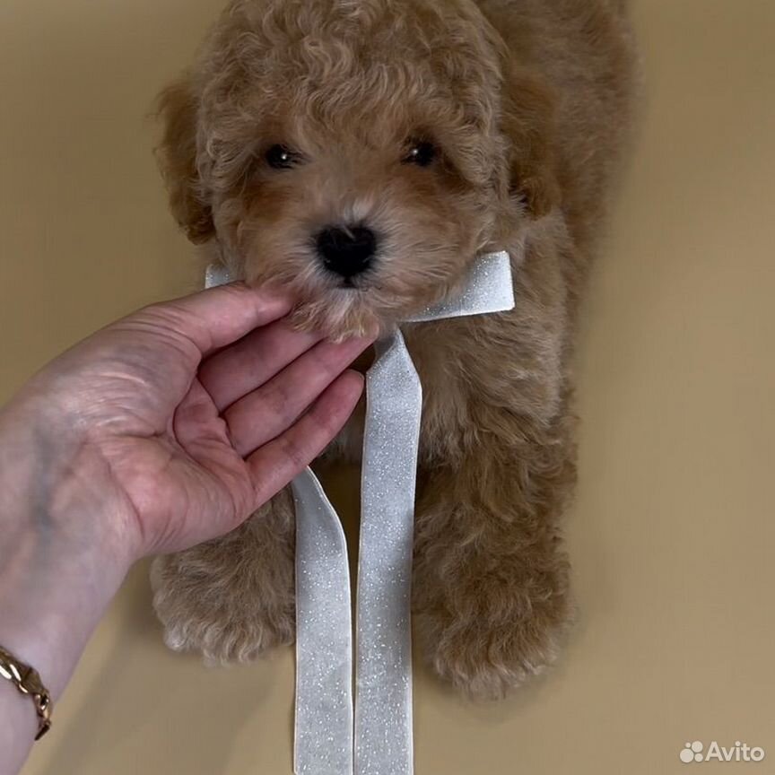 Мальтипу f1 мини