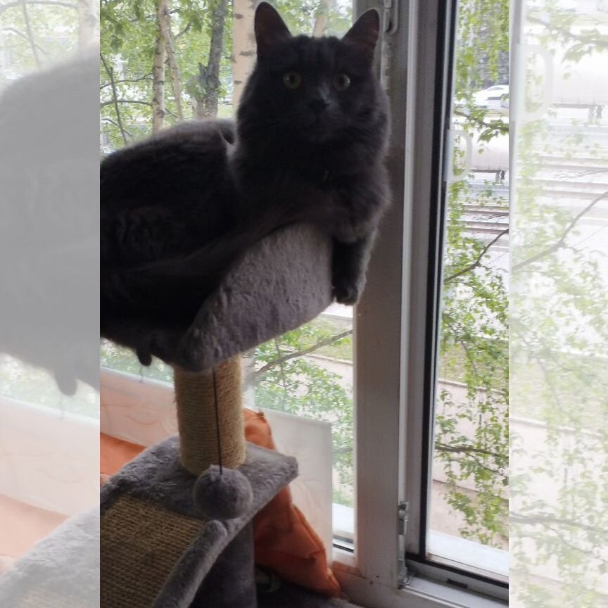 Сибирский котёнок