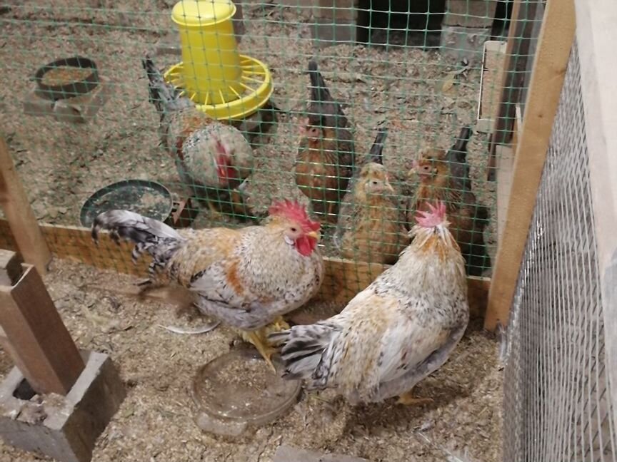 Петухи кремового хохлатого легбара