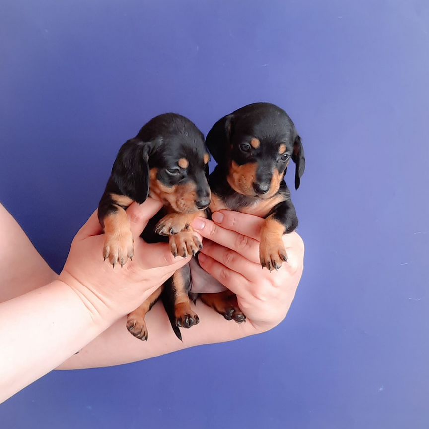 Щенки таксы,чёрно-подпалые, рыжие