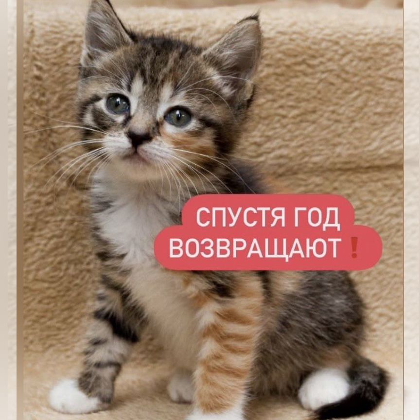 Взрослая, Девочка кошка в добрые руки