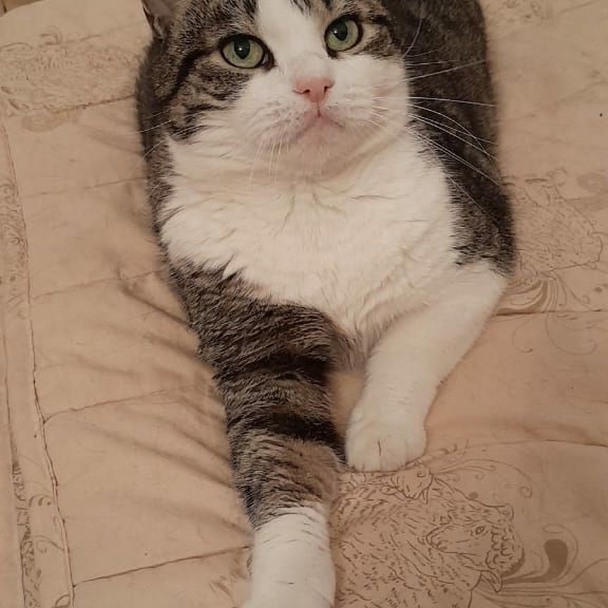 Кошечка Люся