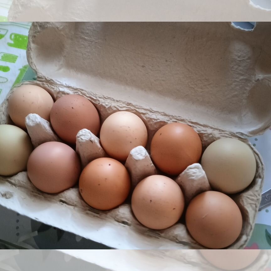 Инкубационное яйцо кур несушек