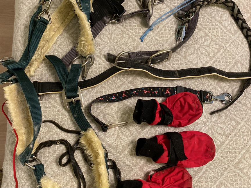 Для крупных собак обувь и другое