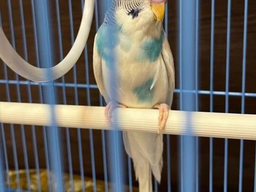 Волнистый попугай самец с клеткой