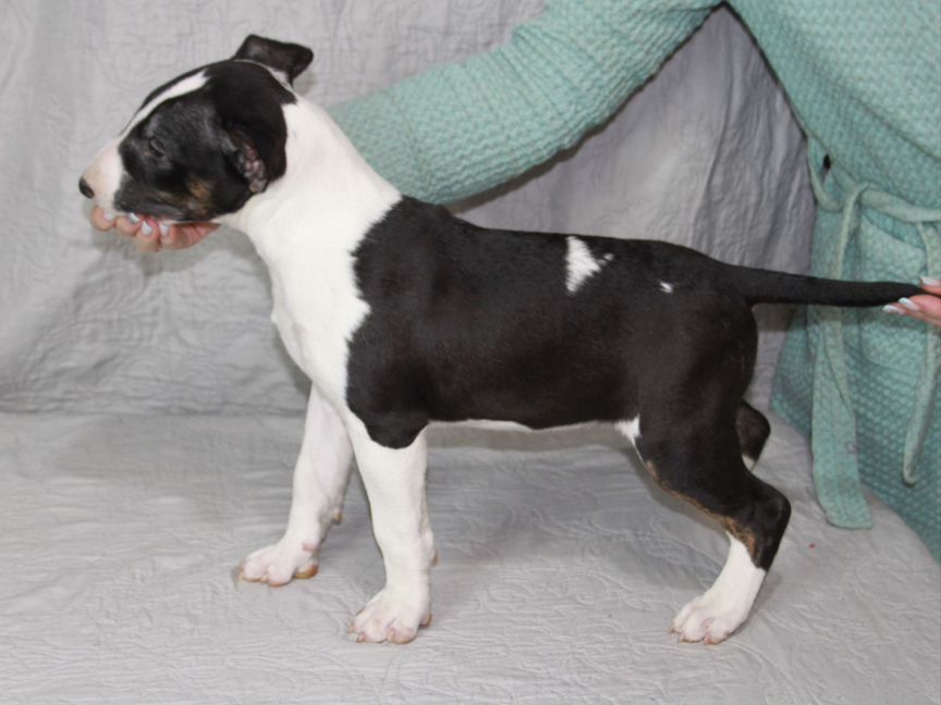 Стандартный бультерьер