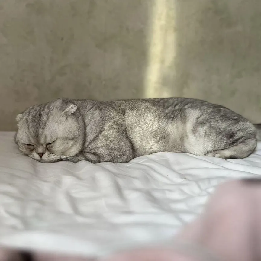 Шотландец вислоухий вязка