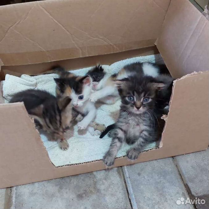 Котята от шотландский кошечки