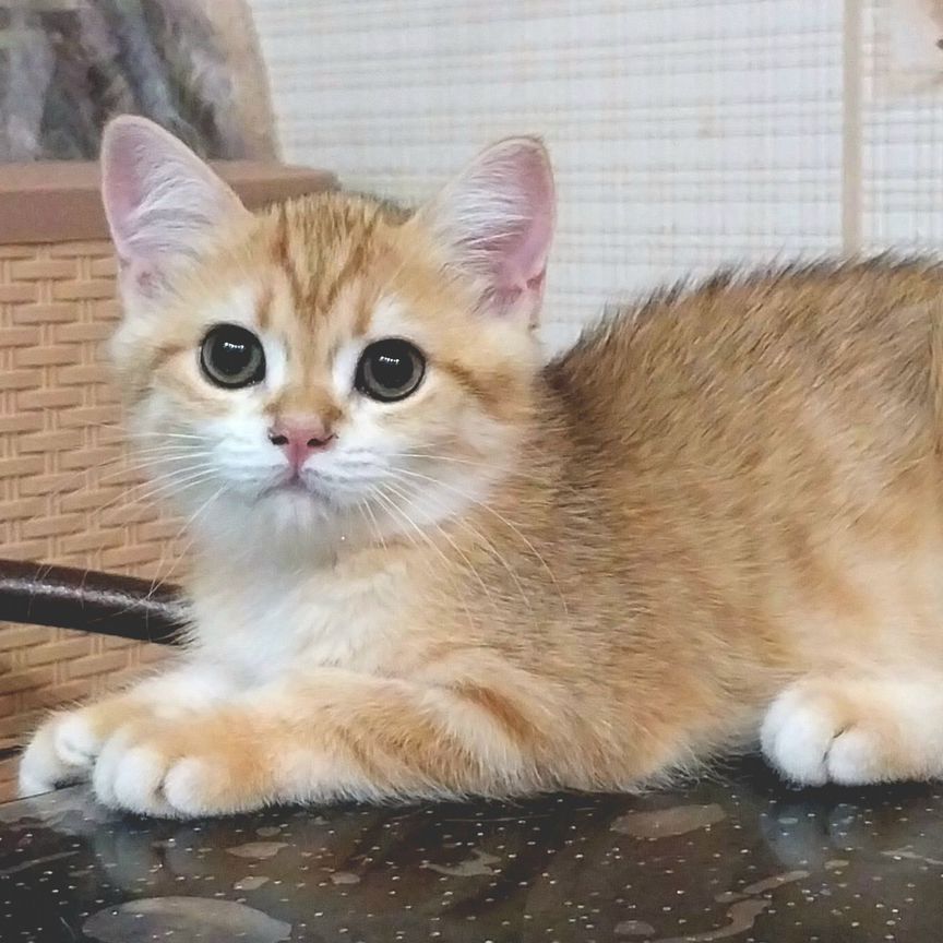 Золотой шотландский котёнок
