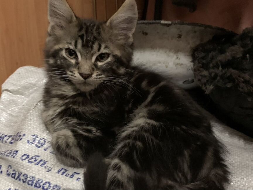 Котик