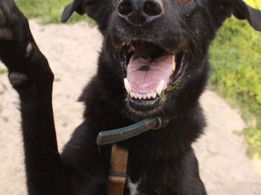 Трогательная Черничка ищет дом