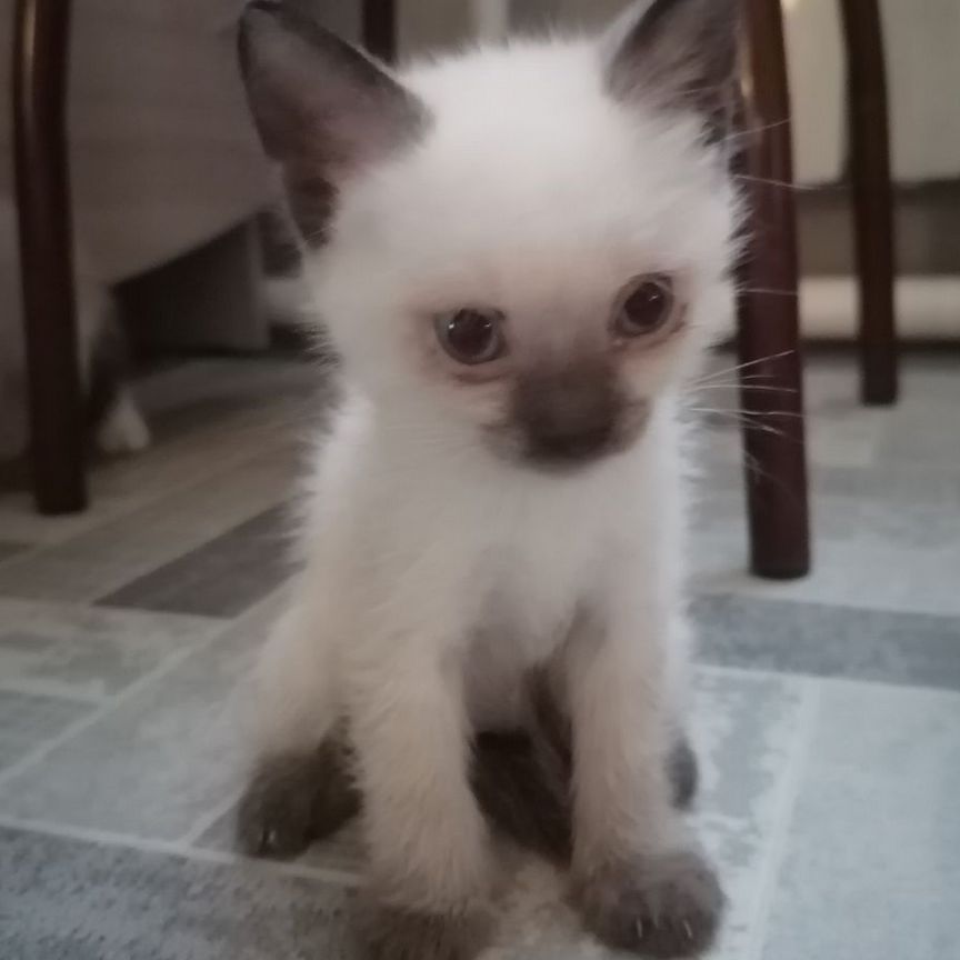 Сиамский котёнок