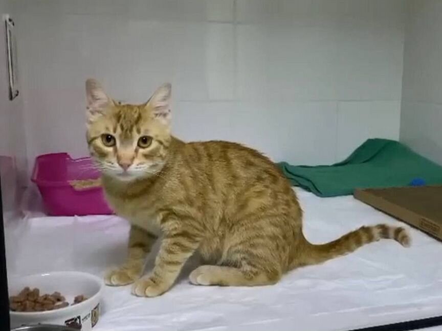Милый котенок
