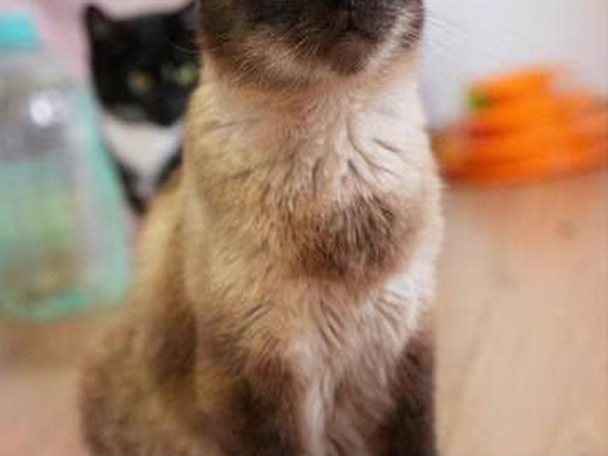 Кошечка Ханни из приюта Некрасовка