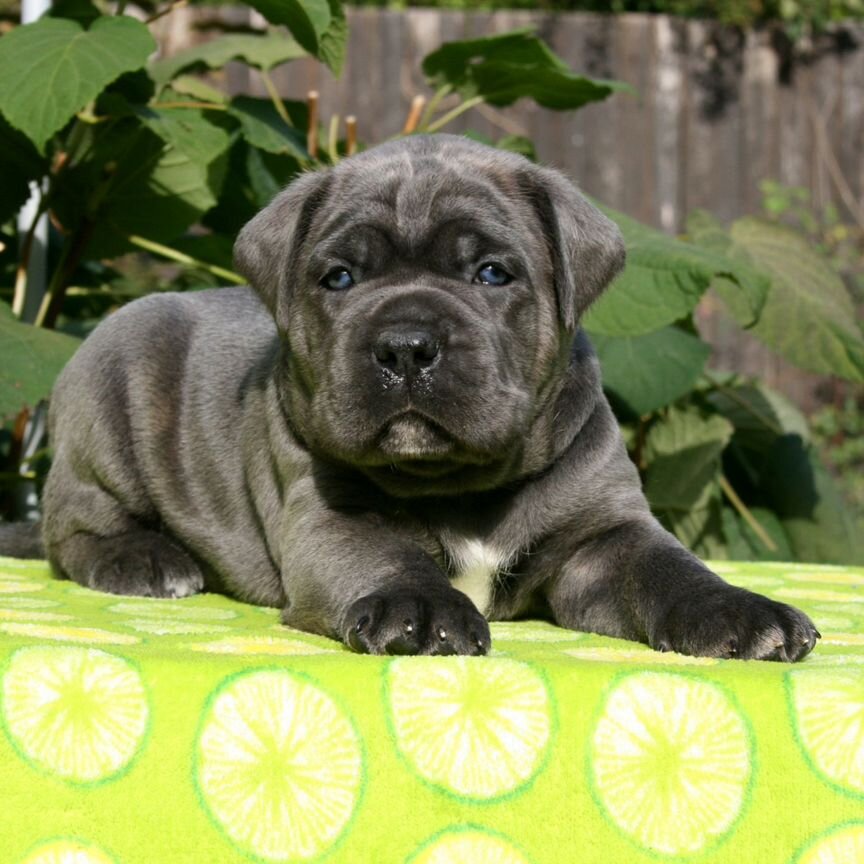 Щенки кане корсо