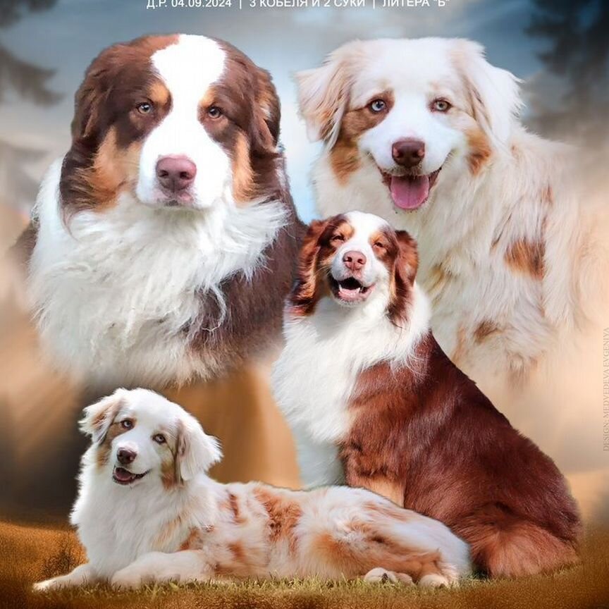 Аусси щенки, Красный Мрамор, Красный Триколор