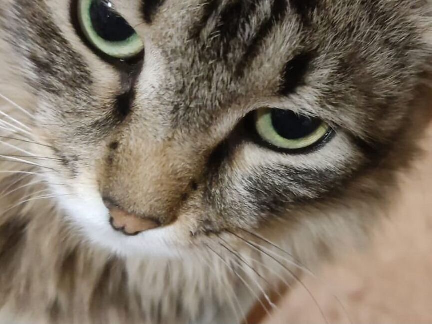 Кошки в добрые руки бесплатно