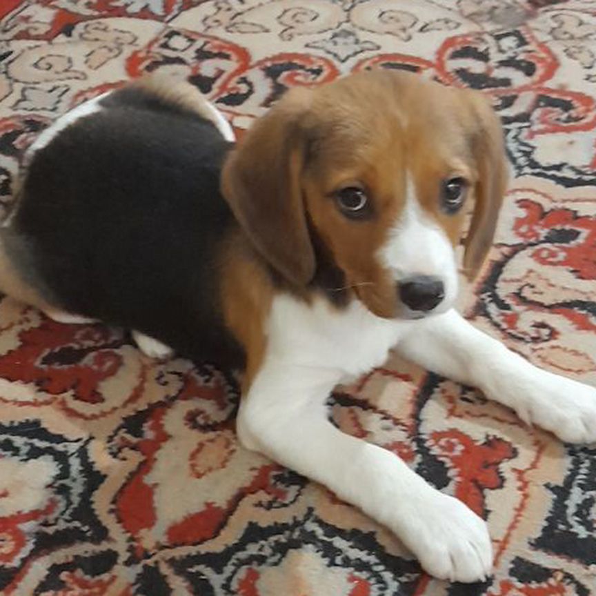 Эстонская гончая, щенок