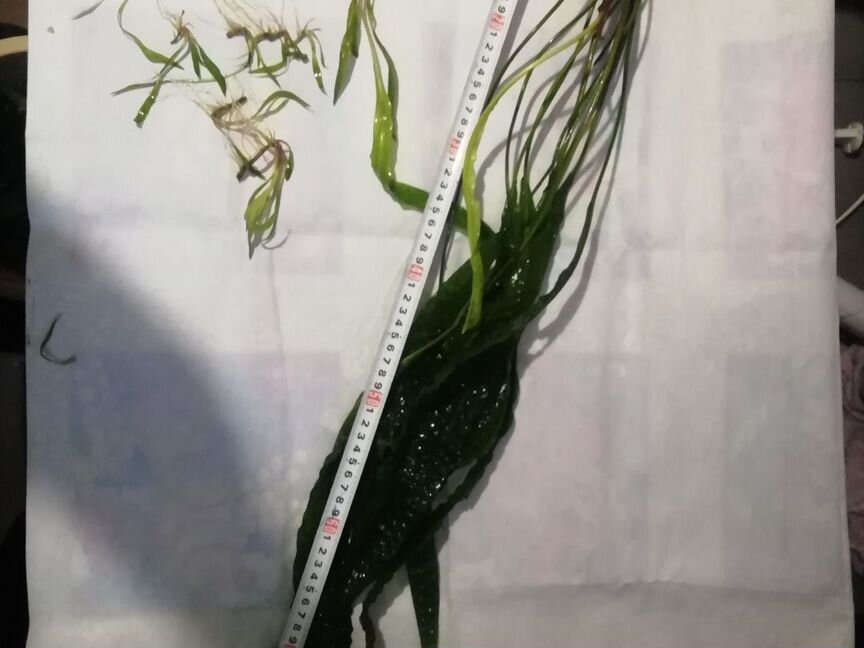 Растения криптокарина, буцефаландра