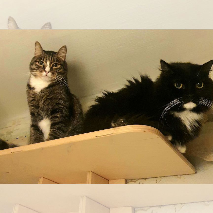 Взрослая кошка в добрые руки