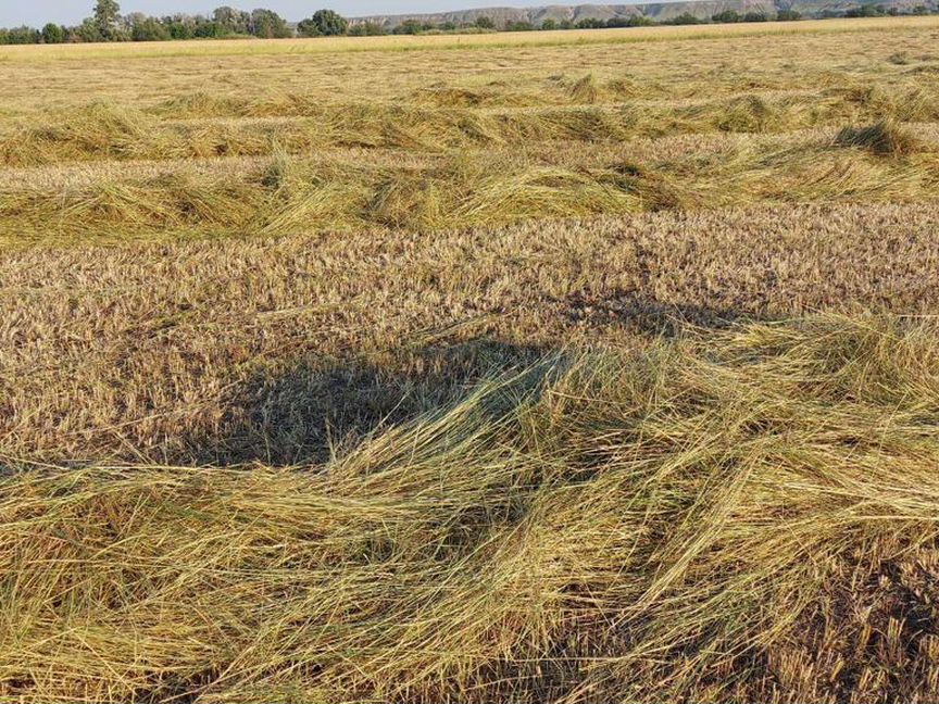 Сено 2023 года