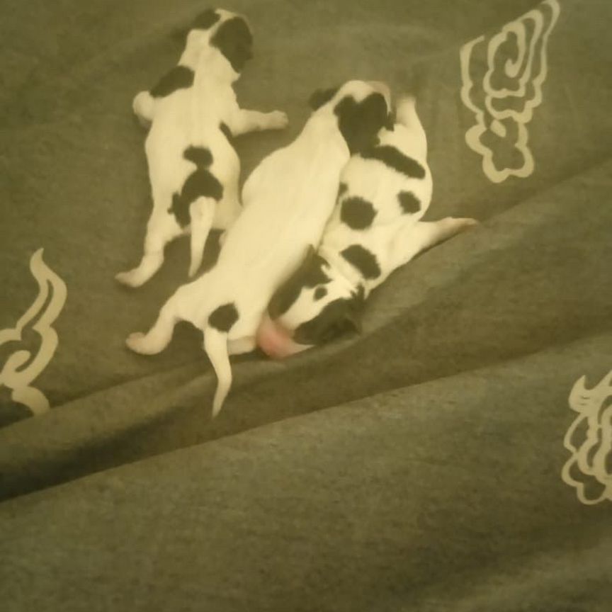 Щенки помесь спаниэля, умные, сообразительные