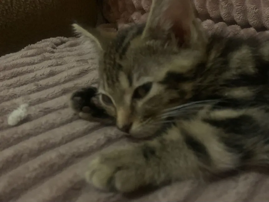 Котенок 2месяца от крысыловки и мышеловки