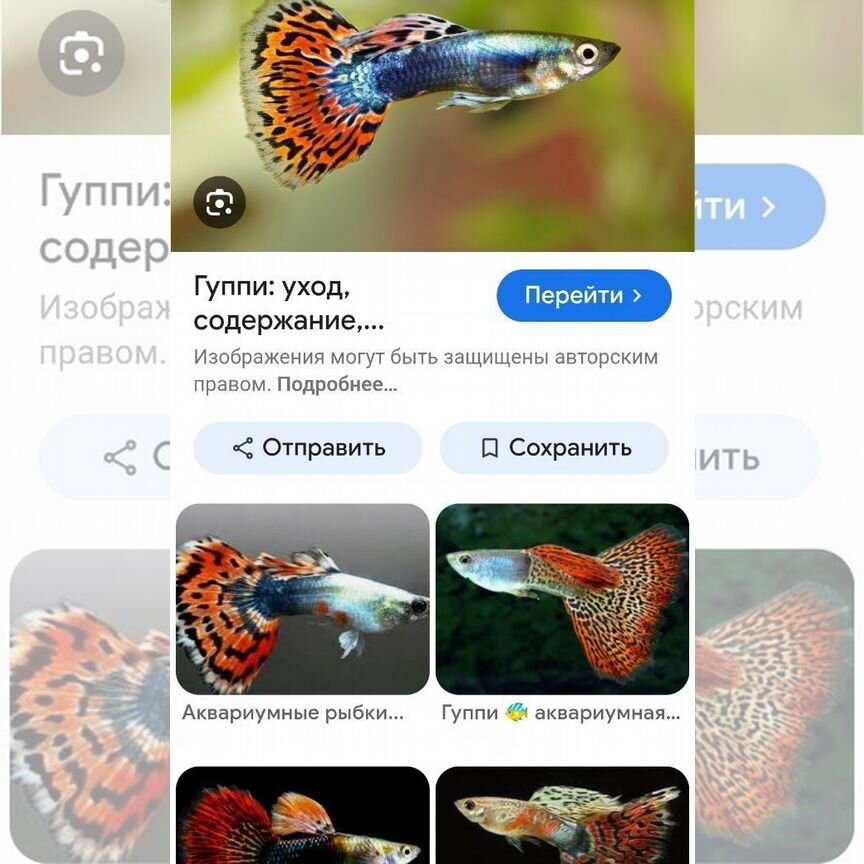 Аквариумные рыбки отдам